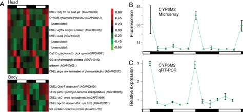 Pattern Matching Algorithm Reveals Genes With Pulsatile Expression A