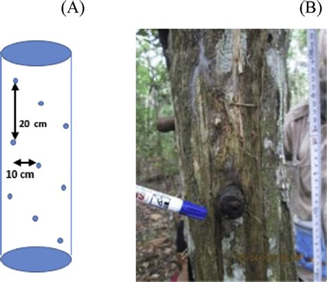 Inoculation Process On Agarwood Trunk A Pattern Of Fungal Download Scientific Diagram