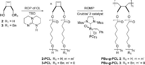 Scheme 2 Synthesis of PCL macromonomers from mono-or dihydroxyl inimers... | Download Scientific ...