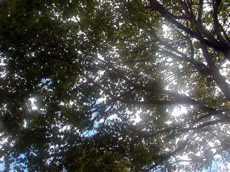 Free luz del sol a través de árboles Stock Photo FreeImages com