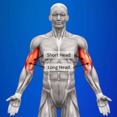 Shoulder And Bicep Workouts Learn How To Properly Do Them