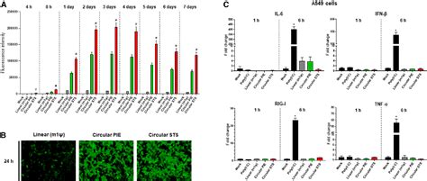 Figure 1 From Efficient Circular Rna Engineering By End To End Self Targeting And Splicing