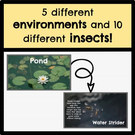 Insect Adaptations Animated Powerpoint By Dunn And Dusted Tpt
