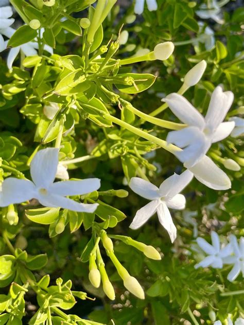 Jasminum Angulare Or Angular Jasmine Online Flower Garden