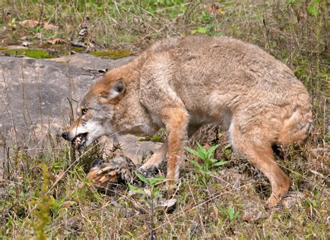 Are Coyotes Good To Eat At Brian Iverson Blog