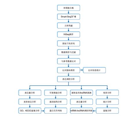 测序流程 测序流程 测序 第5页 大山谷图库