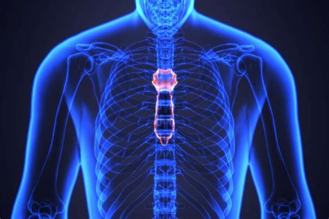 Facts About Sternum Facts Net