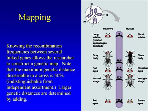 The Chromosomal Basis Of Inheritance 24 October 2003 Text Chapter Ppt Download