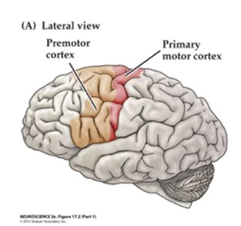 Neuroanatomy 6 Motor Systems Flashcards Quizlet