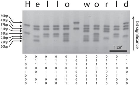 Decoding A Binary Message On A Gel Each Lane Of The Gel Contains A