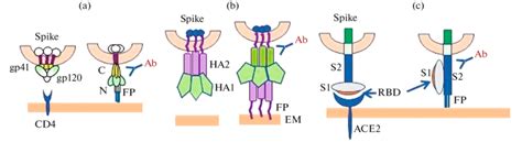 The Structure Of Spike Proteins Of Enveloped Viruses The Spike Protein Download Scientific