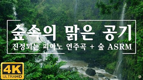 4k 3시간 머리가 맑아지는 숲소리 Asmr 🍀 새소리와 물소리를 들으며 힐링하기 새소리 자연의소리 휴식명상 숲