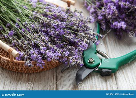 Seasonal Pruning Of Lavender Stock Image Image Of Medicinal French
