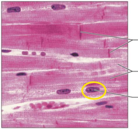 UNIT FLASHCARDS Flashcards Quizlet UNIT FLASHCARDS Flashcards Quizlet
