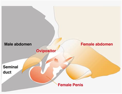 How To Insert Male Organ Into Female Organ