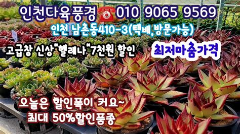 인천다육풍경 고급창신상50할인🍁헬레나7천할인🍁젤리골드젤리 백봉군생 사시사철꽃수미미티 뷰티렌 화이트그리니60두2만할인🍁 오늘은 할인폭이크네요succulents Plant