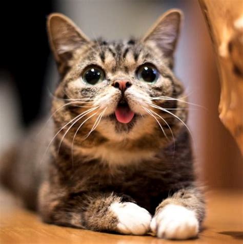 Top 10 Cats Born With Unusual Birth Defects And Fur Markings