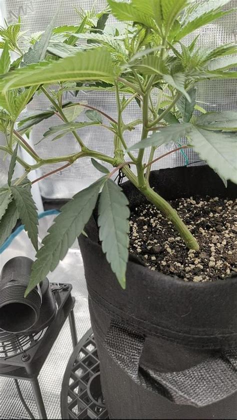 Custom Breeder And Strain Moon Clouds Grow Diary Journal Week5 By Moon