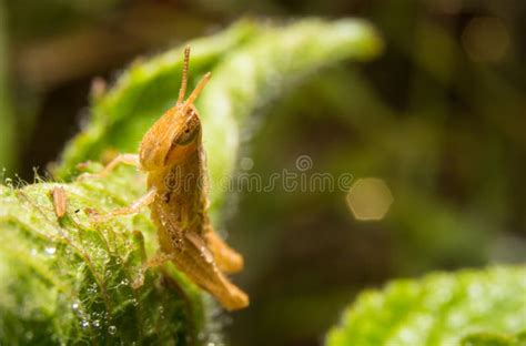 Grasshopper En Hojas De La Naturaleza Como Fondo Foto De Archivo
