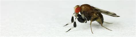 Evolution Of Sexual Dimorphism And Behavior Laboratory Of Applied Entomology