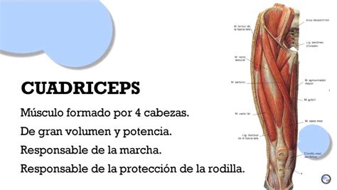 Funciones Del Cuádriceps Músculos Cuádriceps Todo Lo Que Debes Saber