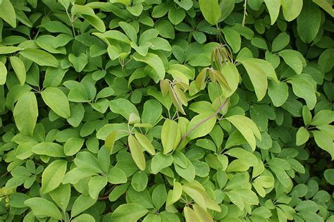 5 Leaf Vine Plants 3 Species BackGarden Org