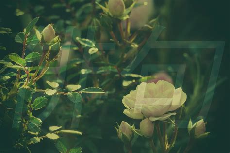 Haiku No 10 Burning Bridges The Indefiniteloop Blog Haiku