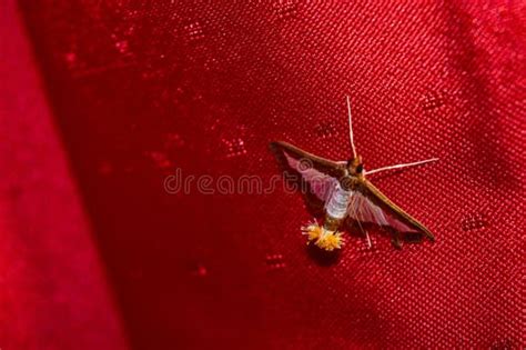 Fotos De Varios Tipos De Insectos Foto De Archivo Imagen De Hoja