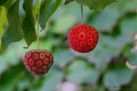 산딸나무열매와 단풍환공포증군집공포증 클릭주의 네이버 블로그 산딸나무열매와 단풍환공포증군집공포증 클릭주의 네이버 블로그