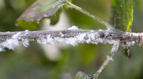 How To Identify And Manage Aphids