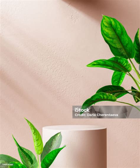 원통형 둥근 플랫폼과 벽에 빛과 그림자가있는 열대 잎 화장품 디스플레이 배경 빈 방 장면 개체 배치 모형 3d 렌더링 강단에 대한 스톡 사진 및 기타 이미지 Istock