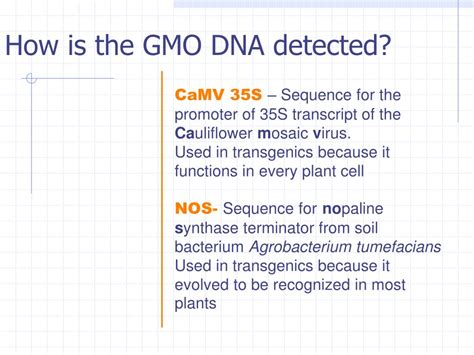 Ppt Todays Pcr Gmo Detection Powerpoint Presentation Free Download Id 355902