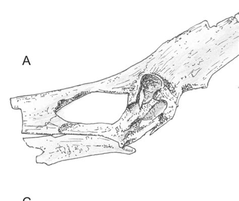 Suspected Fossils Id Anyone Confirm Bone Fossil Id The Fossil Forum