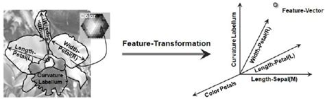 The Feature Transformation Download Scientific Diagram