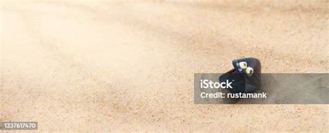 여름 배경 바다 서핑에서 모래에 재미있는 얼굴의 형태로 껍질 지옥 모래에 대한 스톡 사진 및 기타 이미지 모래 개념 개념과 주제 Istock