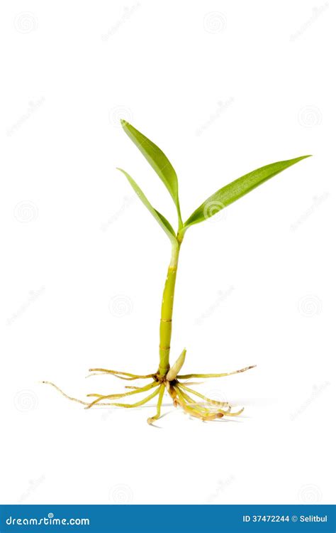 Trees That Have Small Roots