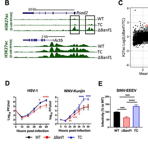 Induction Of The Interferon Response By 5′ppprna Is Dependent On