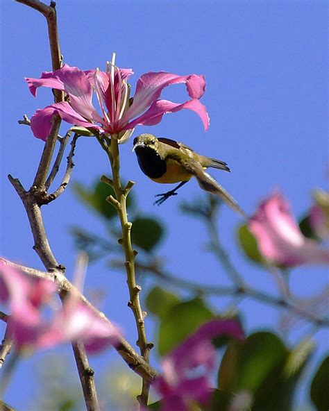 Mengenal Burung Madu Cantik
