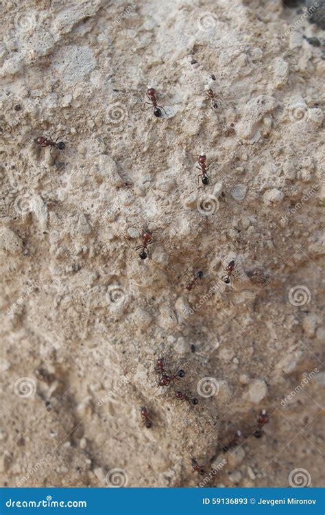 Ants On Path Stock Image Image Of Relax Tenerife Couple 59136893