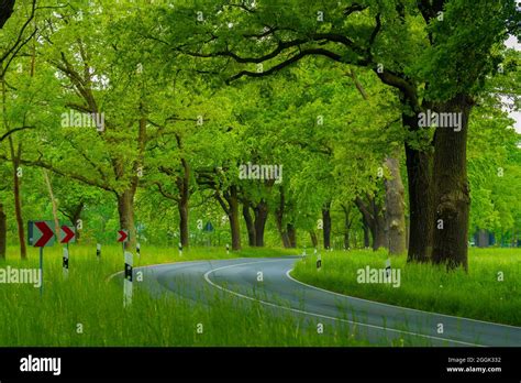 Country Road In Spring Large Old Oak Trees On The Roadside Stock Photo Alamy