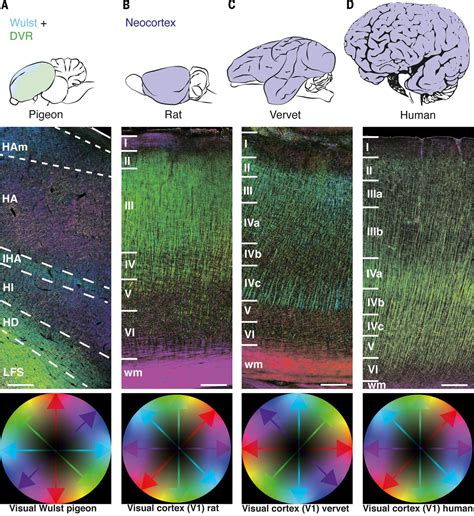 A Cortex Like Canonical Circuit In The Avian Forebrain Science
