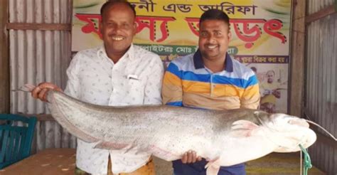 পদ্মার এক বোয়ালের দাম ৩৬ হাজার টাকা