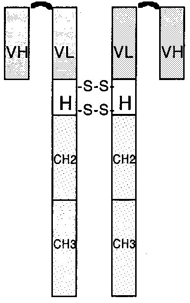 Organization Of The Scfv Targeting Domain And Fc Effector Domain Of An Download Scientific