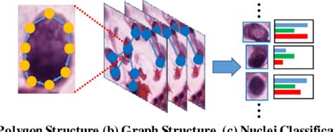 Figure 2 From Structure Embedded Nucleus Classification For Histopathology Images Semantic Scholar