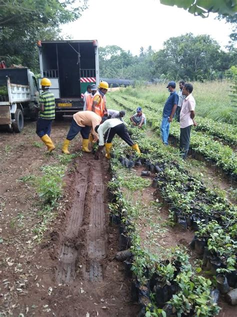 දක්ෂිණ අධිවේගී මාර්ගය දෙපස කුරුඳු පැල සිටුවීමේ ව්‍යාපෘතිය ඇරඹේ Lnw Sinhala