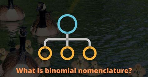 What Is Binomial Nomenclature Sciencendtech
