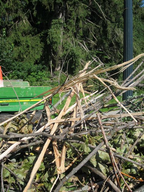 Tree Removal The Middlebury Landscape