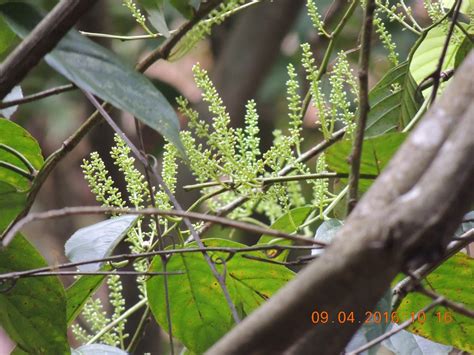 Itea Macrophylla Eflora Of India