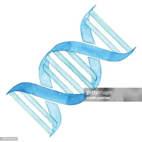 Genetics Drawing Photos And Premium High Res Pictures Getty Images