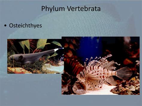Ppt Introduction To The Vertebrata Powerpoint Presentation Free